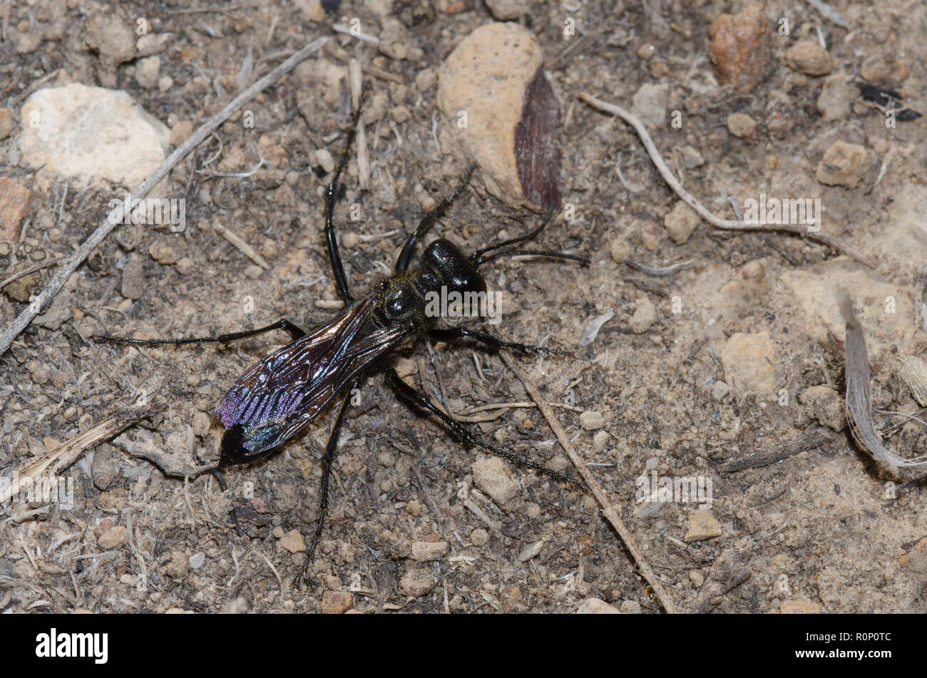 Parasitoid wasp family hi-res stock photography and images - Alamy