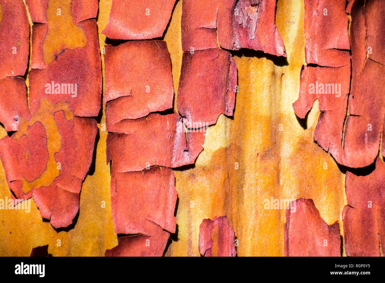 Close up of Madrone tree (Arbutus menziesii) peeling bark, California ...