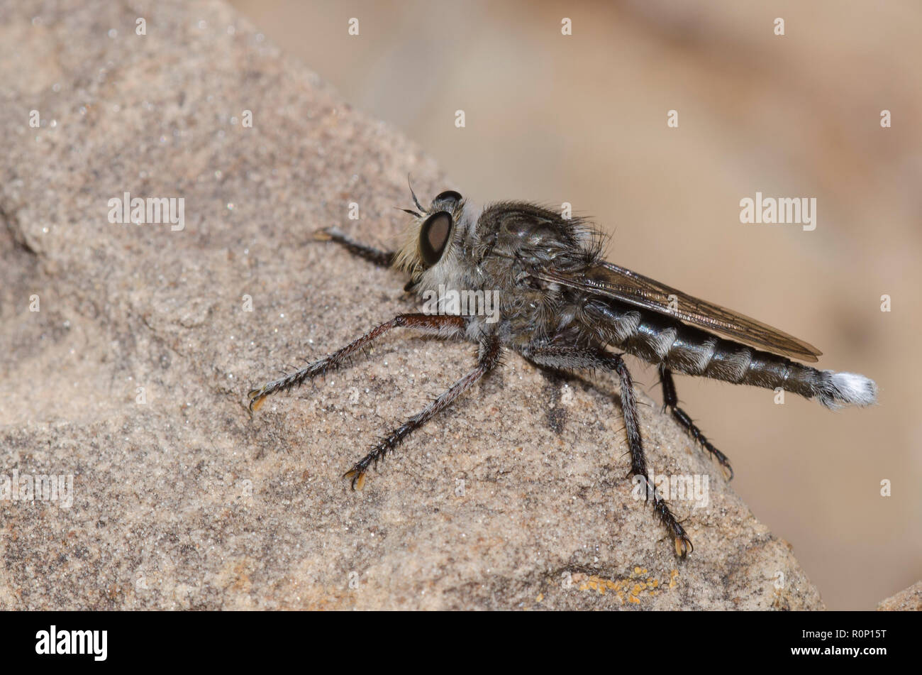 Giant Robberfly, Promachus sp., male Stock Photo - Alamy