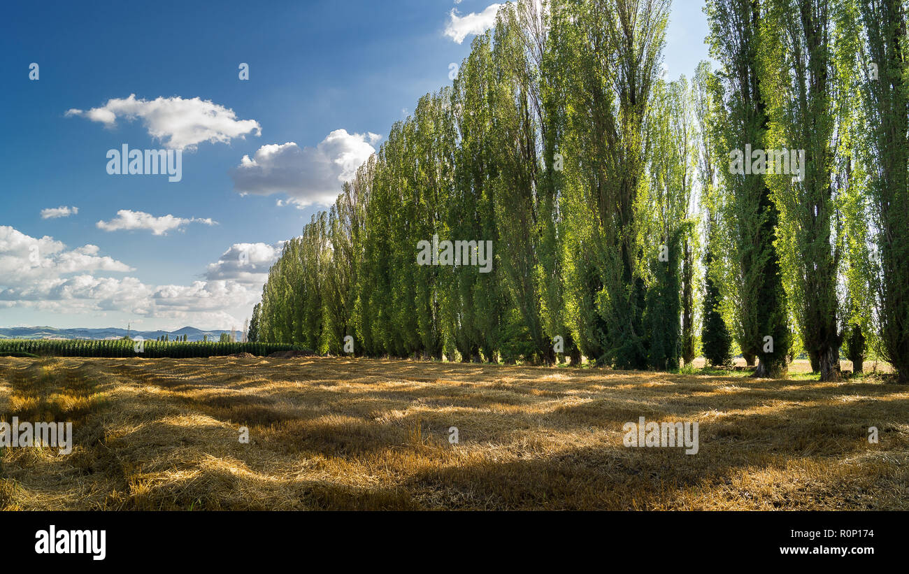 Row of poplar poplars tree trees hi-res stock photography and images ...
