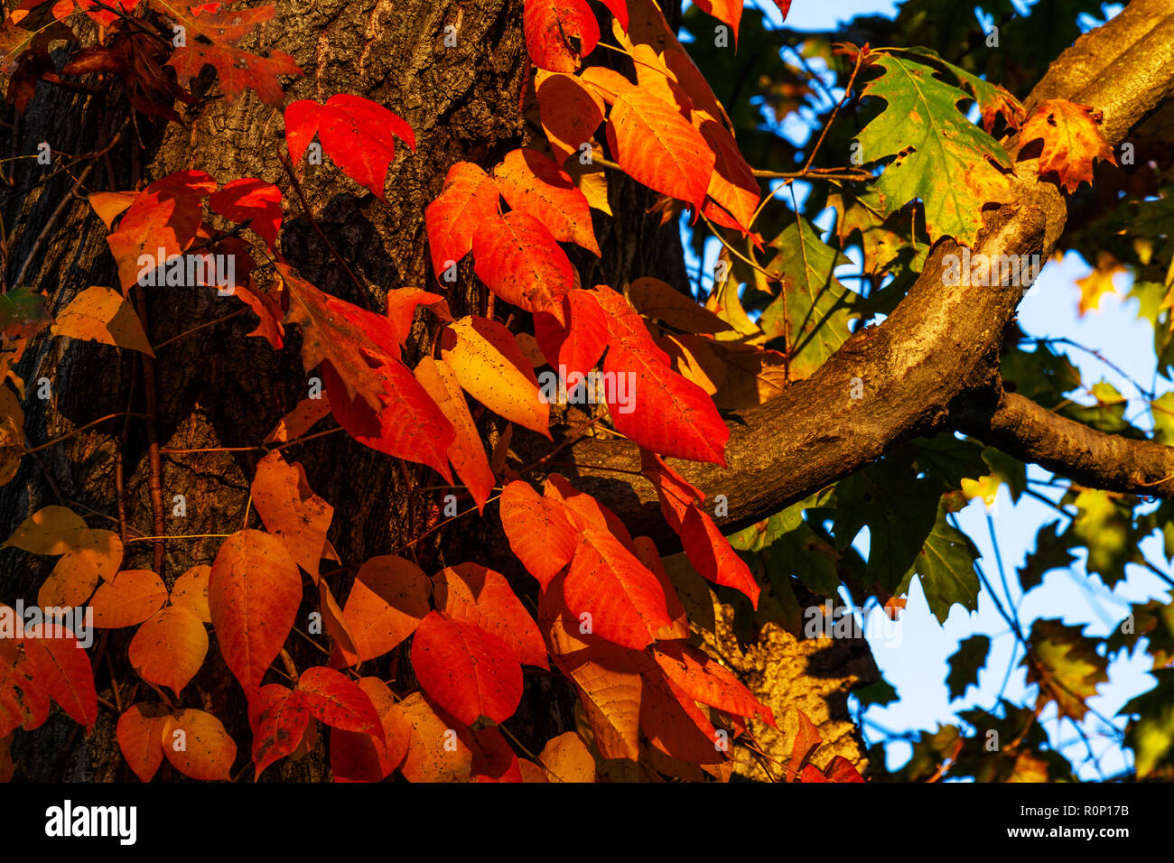 Peak Autumn foliage trail side Rock Creek Park with Connecticut Avenue ...