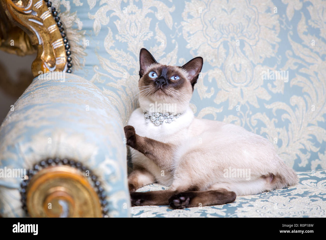 a two-color cat without tail of Mekong Bobtail breed with a jewel a ...