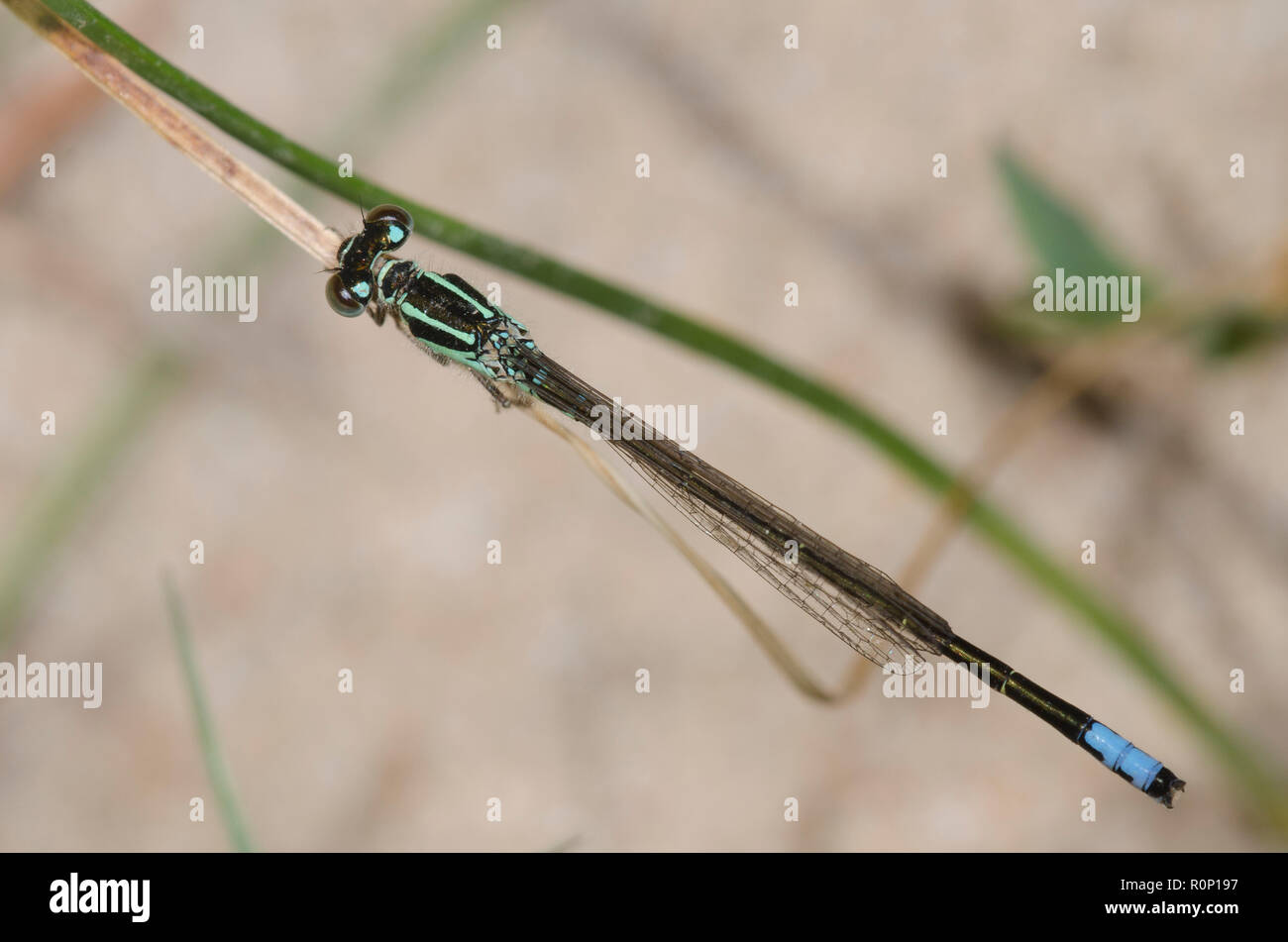 Eastern Forktail, Ischnura verticalis, male Stock Photo - Alamy
