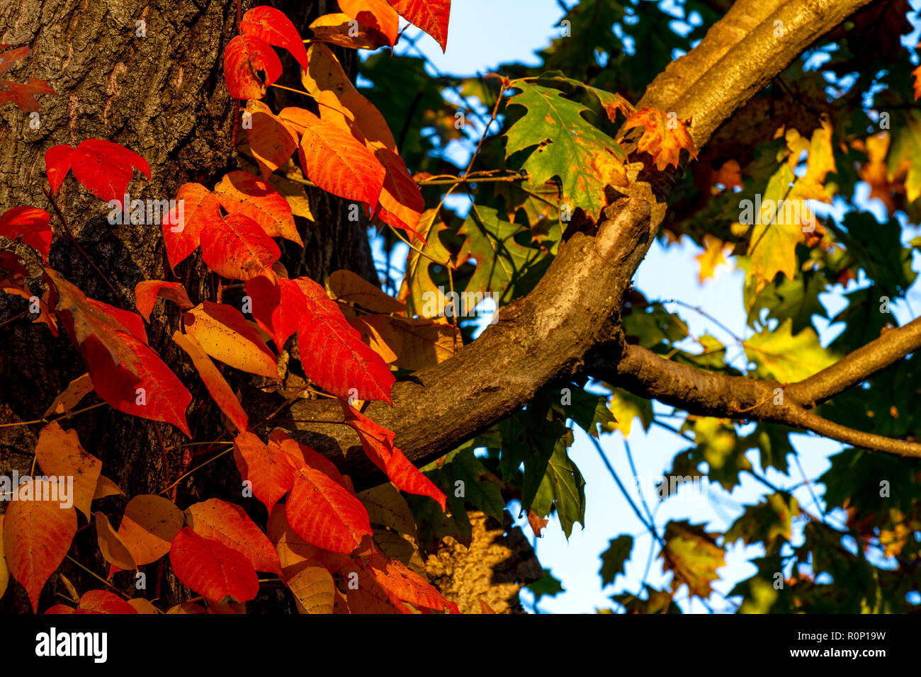 William howard taft bridge hi-res stock photography and images - Alamy