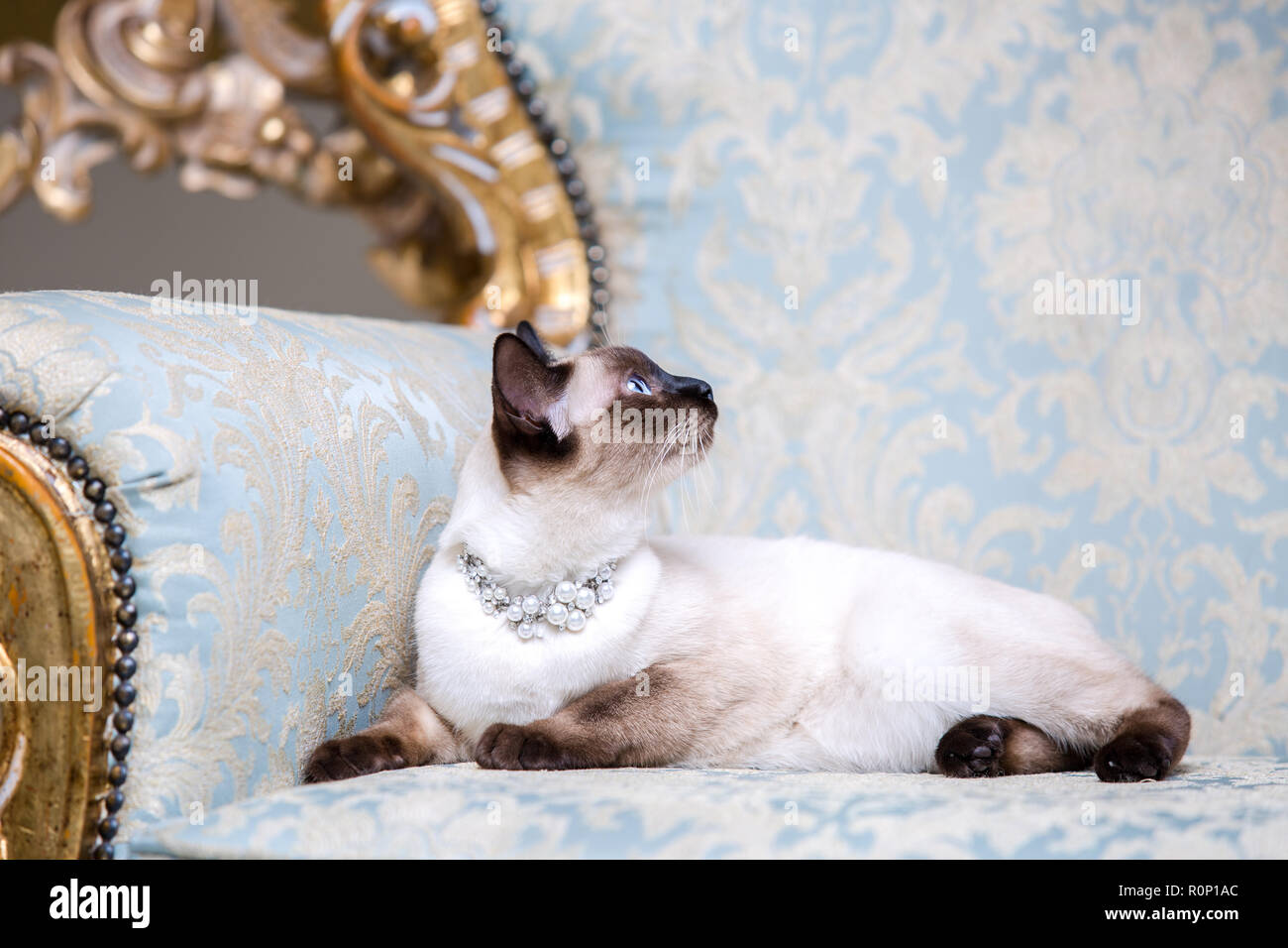 a two-color cat without tail of Mekong Bobtail breed with a jewel a ...