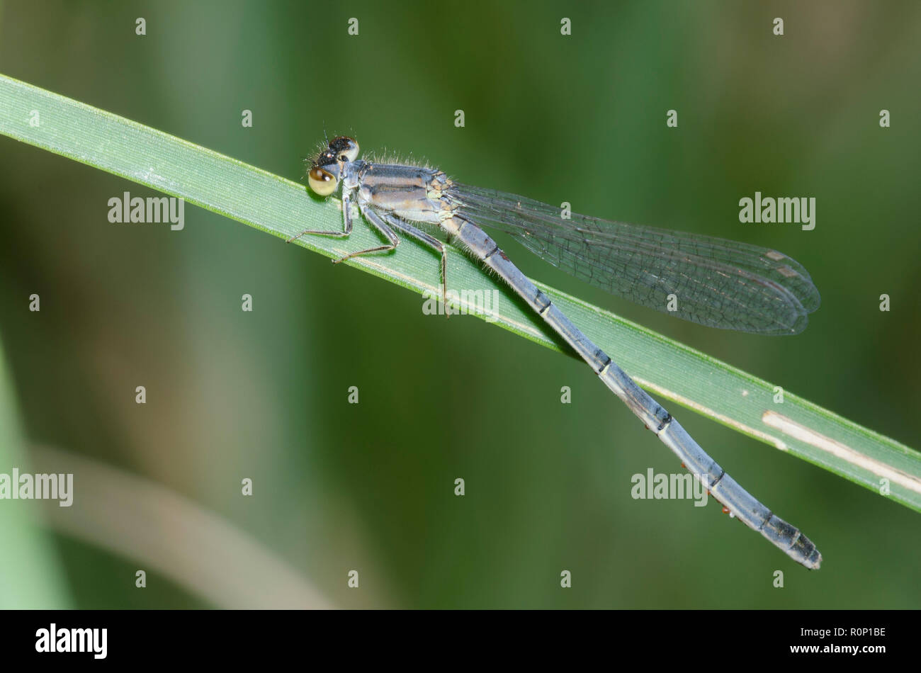 Eastern Forktail, Ischnura verticalis, pruinose female Stock Photo - Alamy