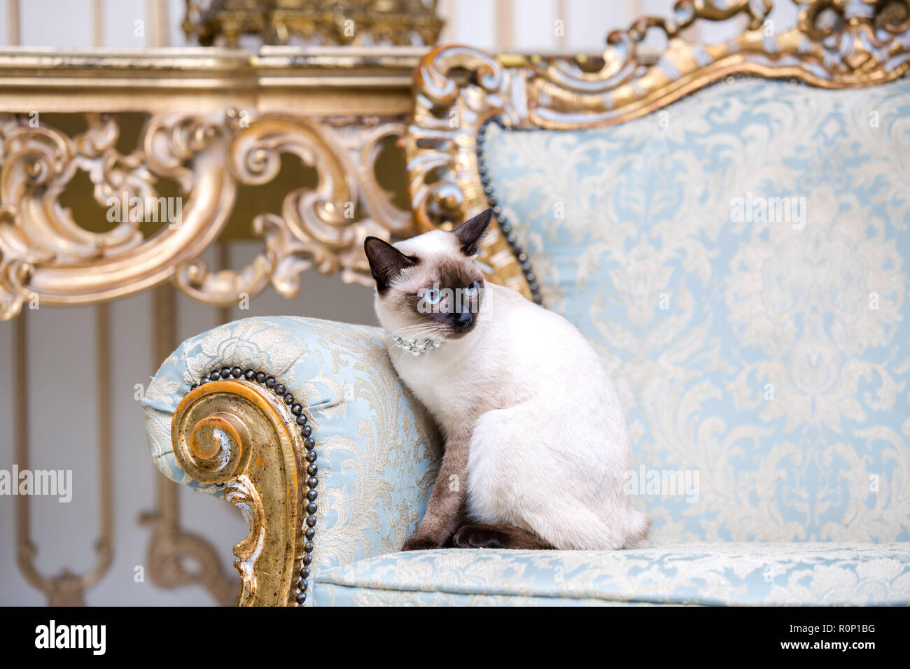 a two-color cat without tail of Mekong Bobtail breed with a jewel a ...