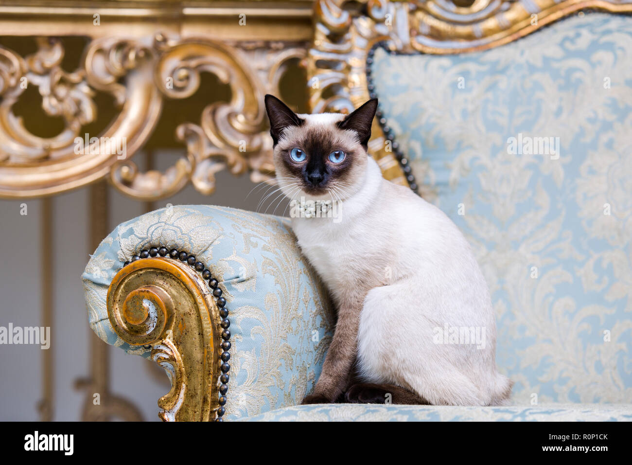 a two-color cat without tail of Mekong Bobtail breed with a jewel a ...