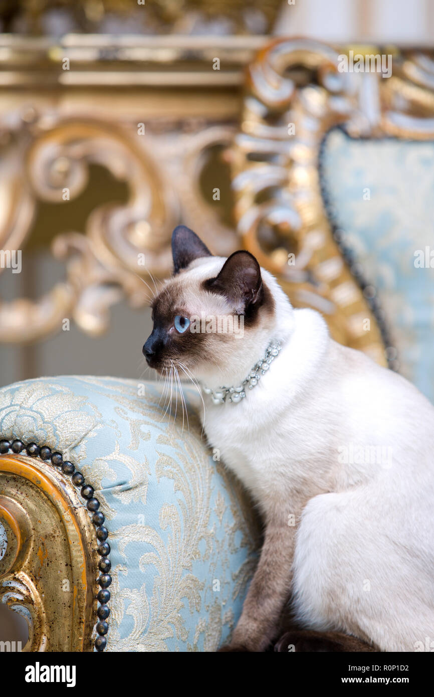 a two-color cat without tail of Mekong Bobtail breed with a jewel a ...