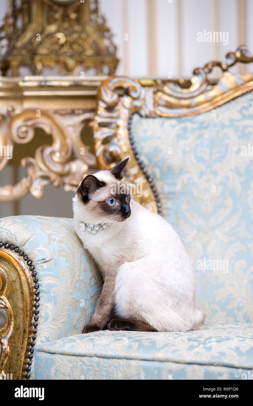 a two-color cat without tail of Mekong Bobtail breed with a jewel a ...