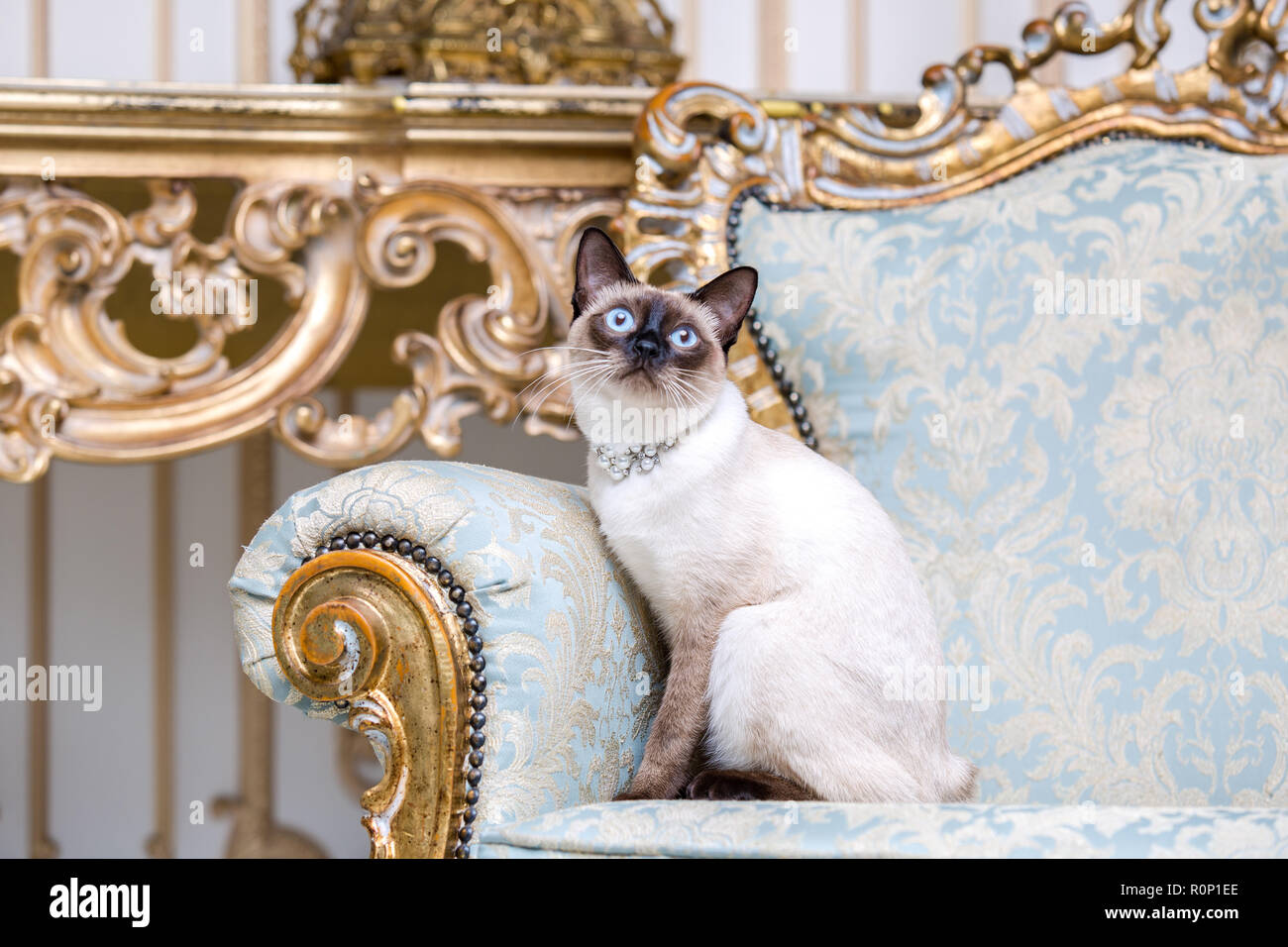 a two-color cat without tail of Mekong Bobtail breed with a jewel a ...