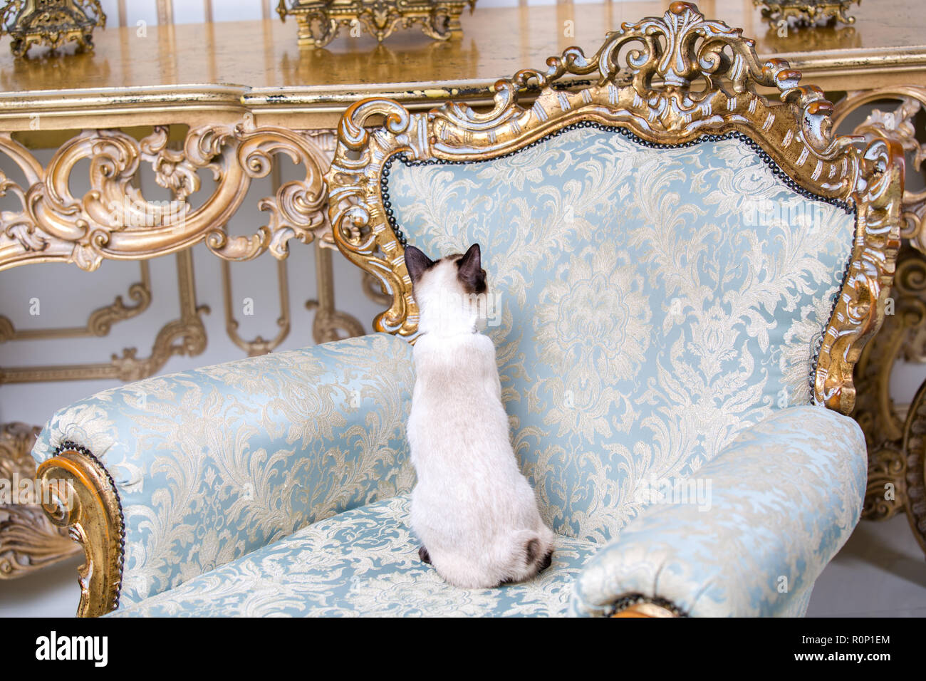 a two-color cat without tail of Mekong Bobtail breed with a jewel a ...