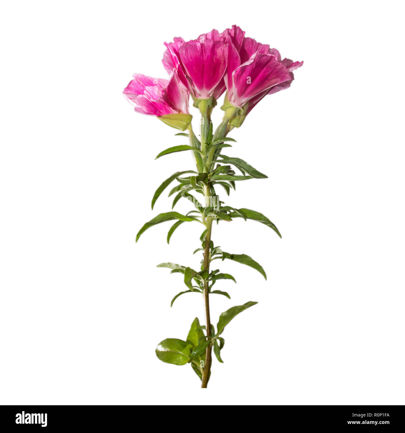 Godetia flower isolated. A branch of beautiful pink and purple spring ...
