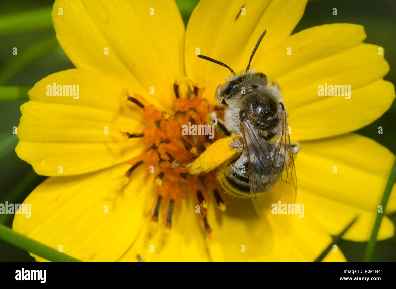 Long horned bee melissodes sp hi-res stock photography and images - Alamy
