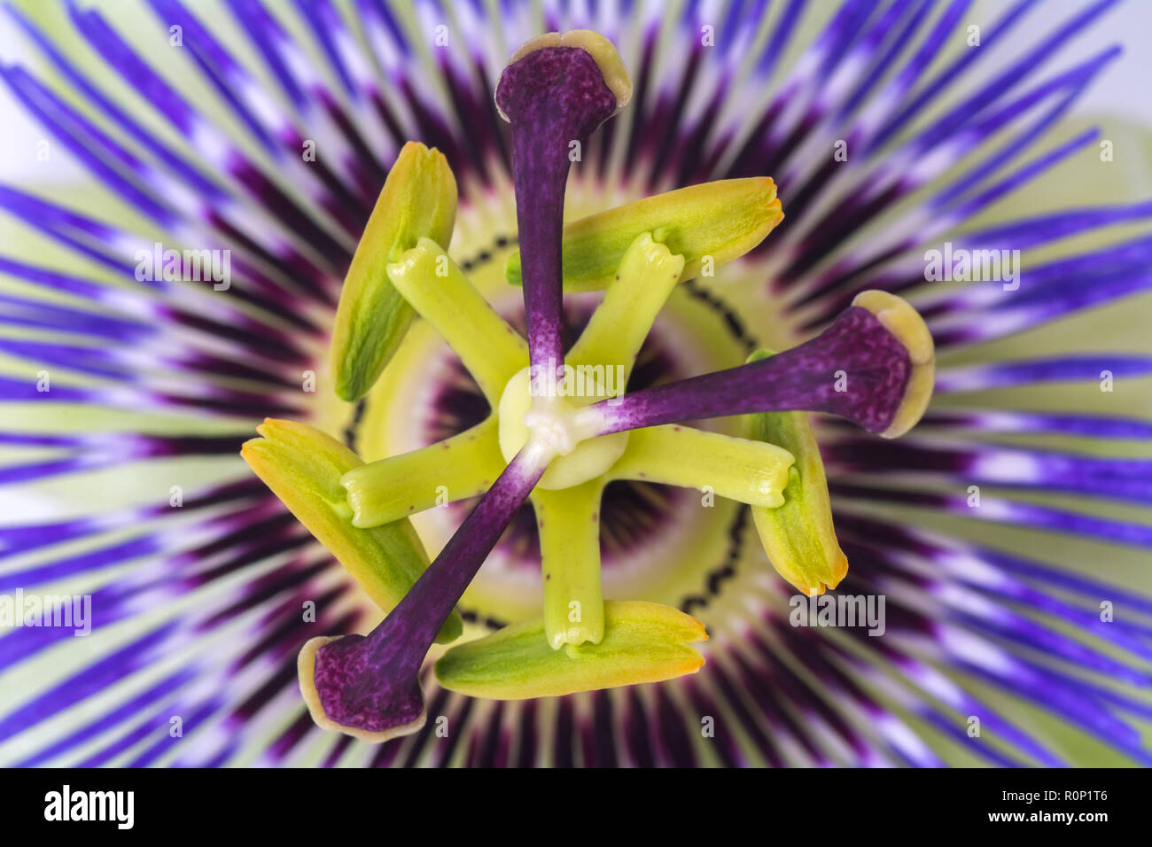 Passiflora passionflower close up. Big beautiful flower Stock Photo - Alamy