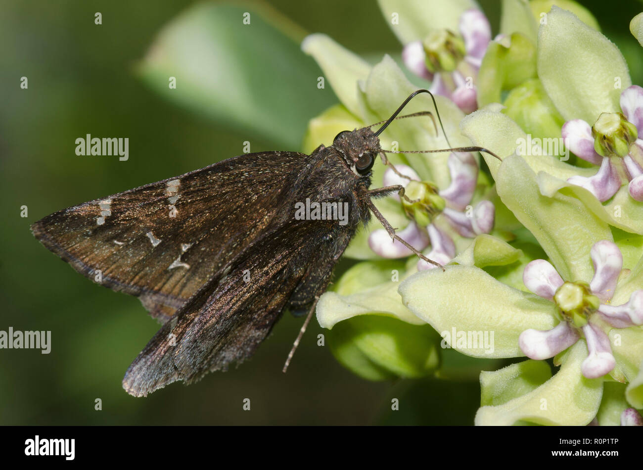 Northern Cloudywing, Cecropterus pylades, female on green milkweed ...