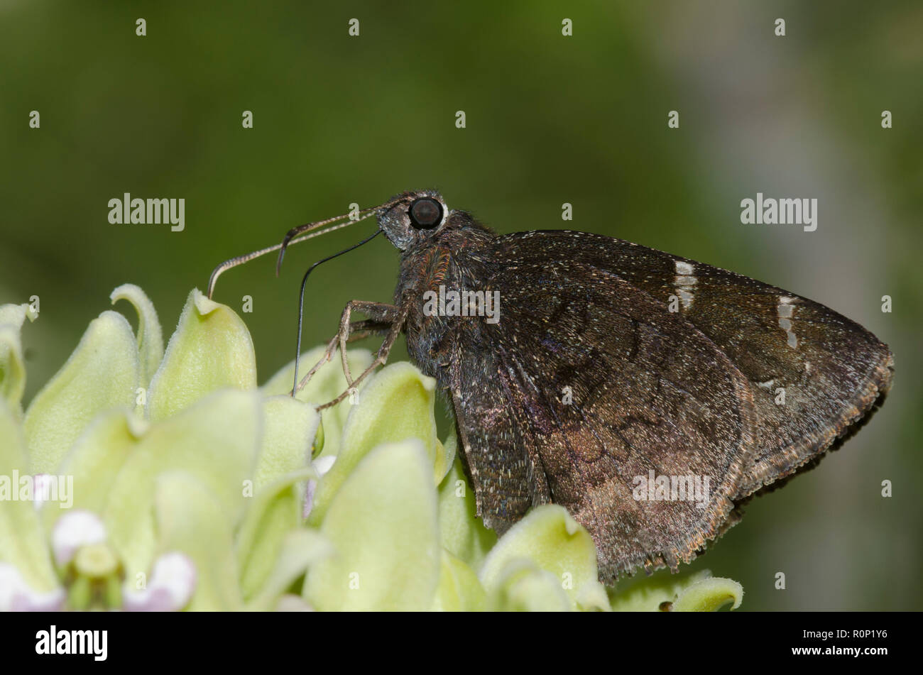 Northern Cloudywing, Cecropterus pylades, female on green milkweed ...