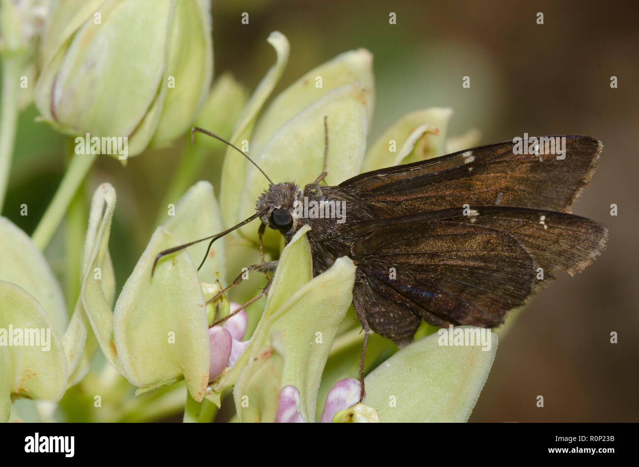 Northern Cloudywing, Cecropterus pylades, male on green milkweed ...