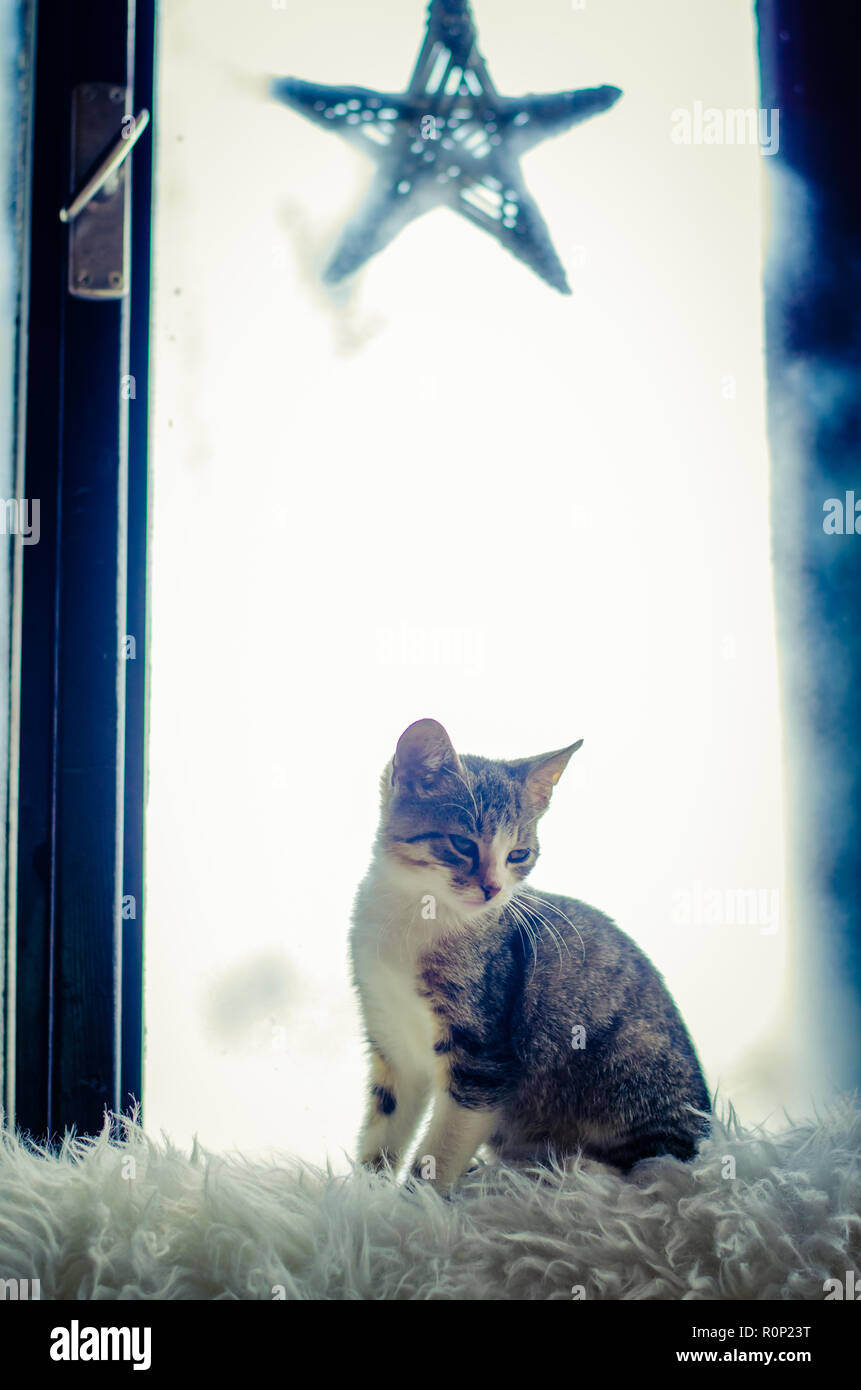 Cat in the window at winter time hi-res stock photography and images ...