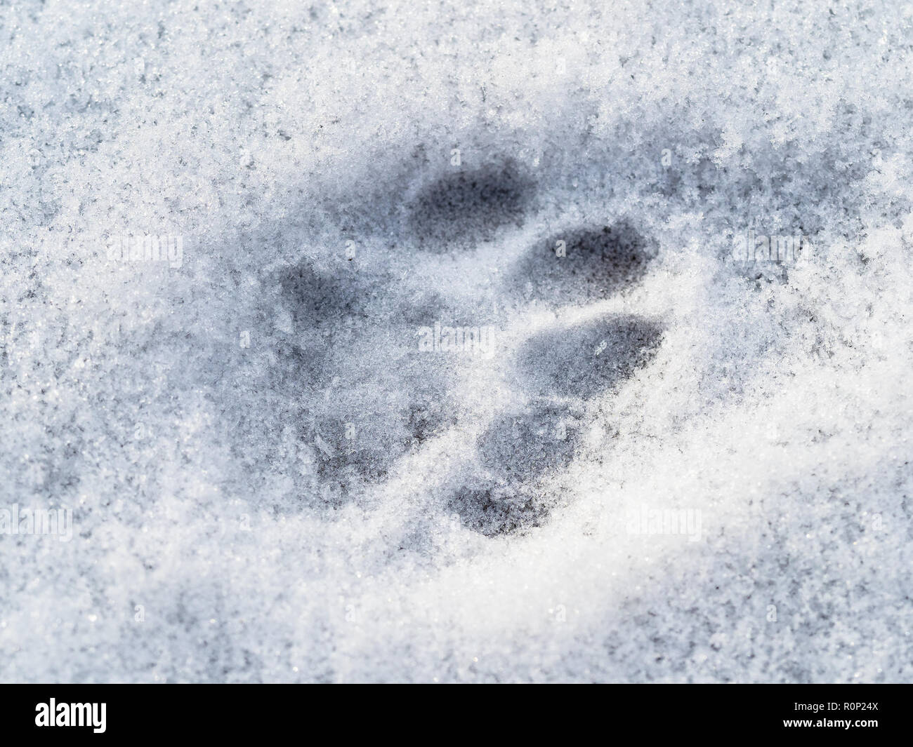 Footstep cat hi-res stock photography and images - Alamy