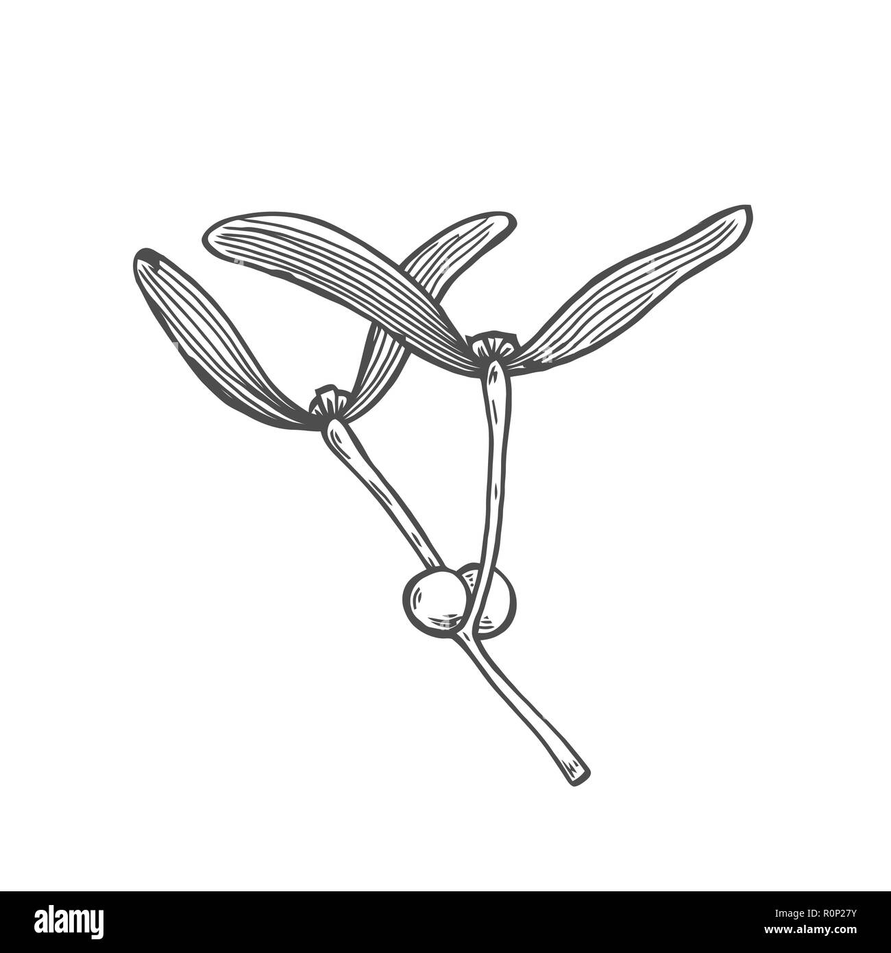Mistletoe illustration, drawing, engraving ink line art vector Stock ...