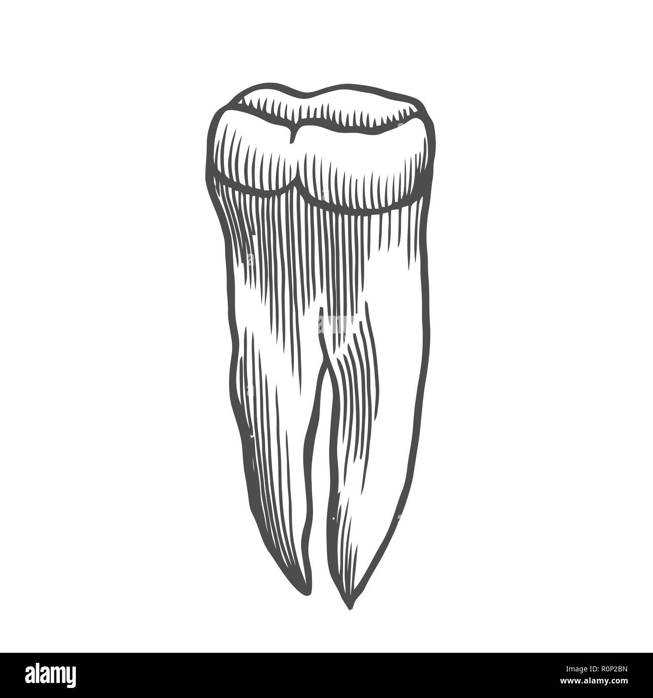 Vector engraving illustration of highly detailed hand drawn human tooth ...