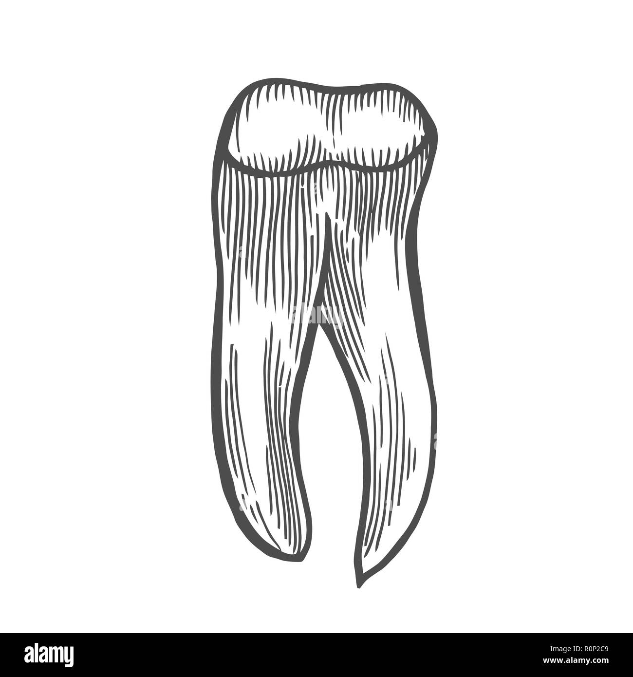 Vector engraving illustration of highly detailed hand drawn human tooth ...