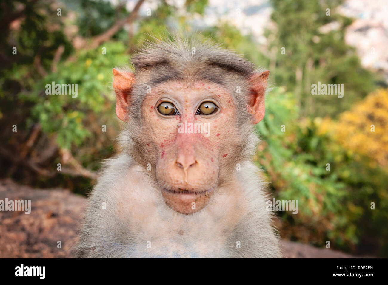 Rhesus Macaque little monkey at Arunachala mountain in Tiruvannamalai ...