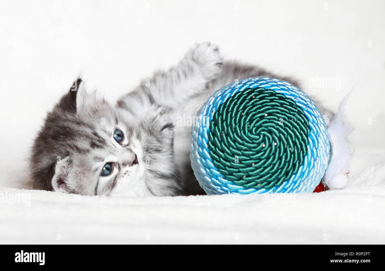 Pretty little cat playing with a Christmas decoration, siberian Stock ...