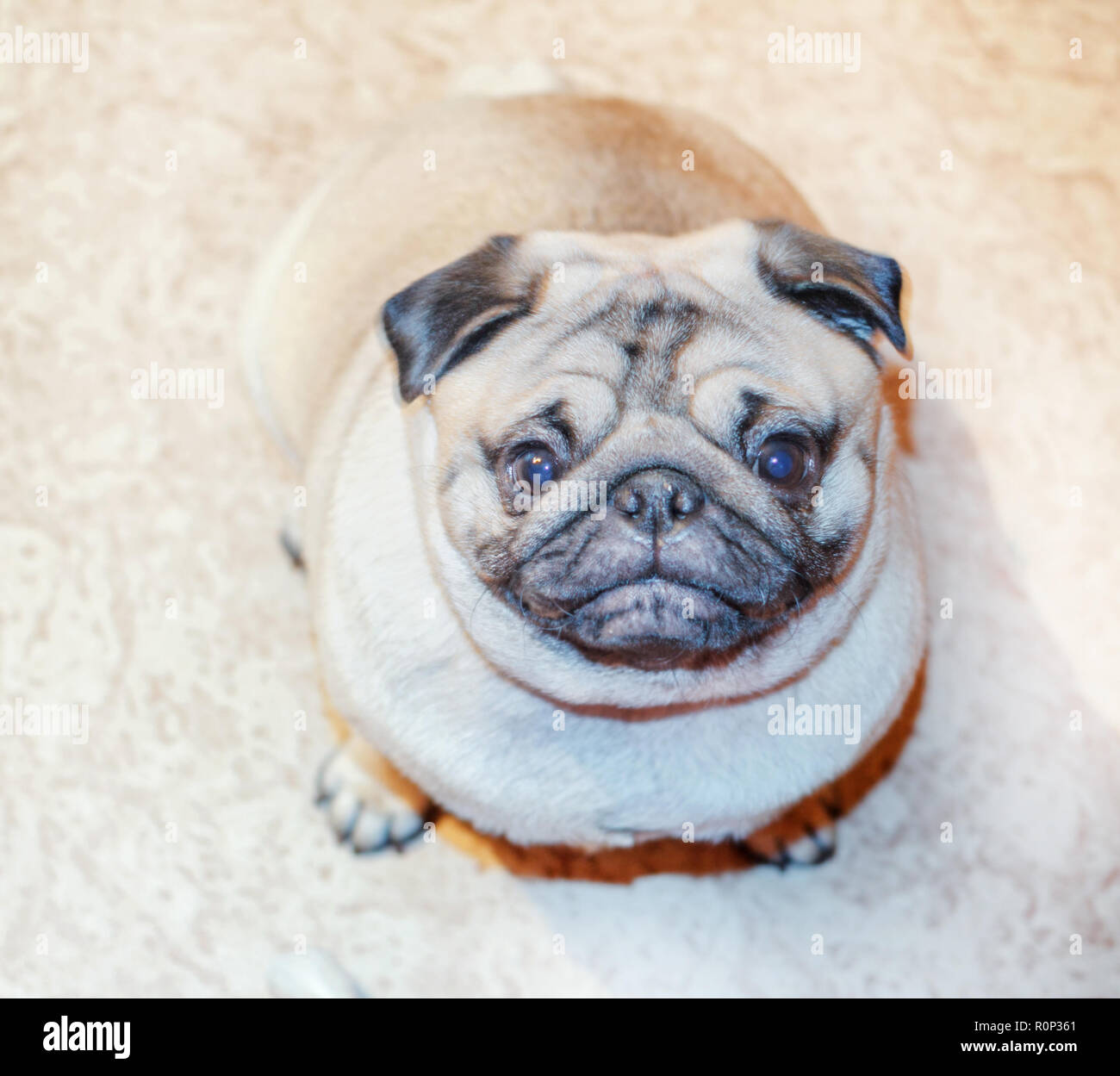 Pretty doggy pug looking at camera at room home Stock Photo - Alamy