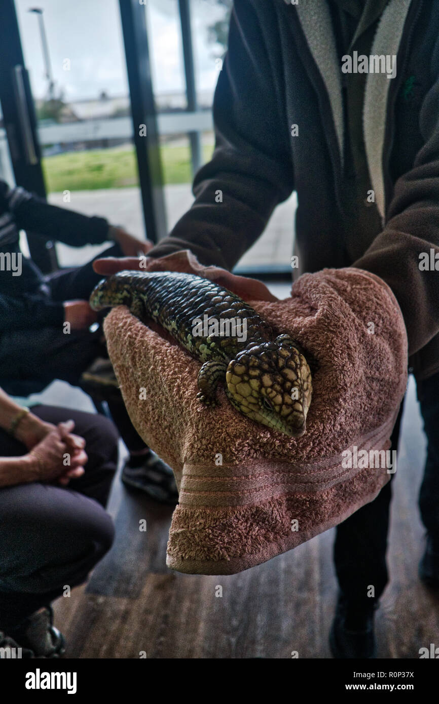 Lizard displays hi-res stock photography and images - Alamy