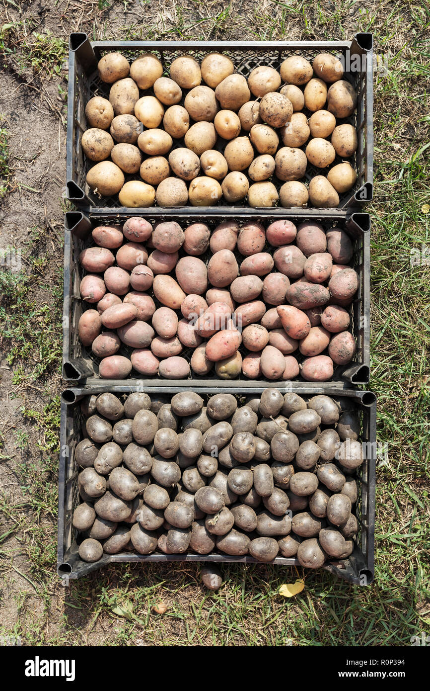 harvest of potatoes of different varieties in plastic containers Stock ...