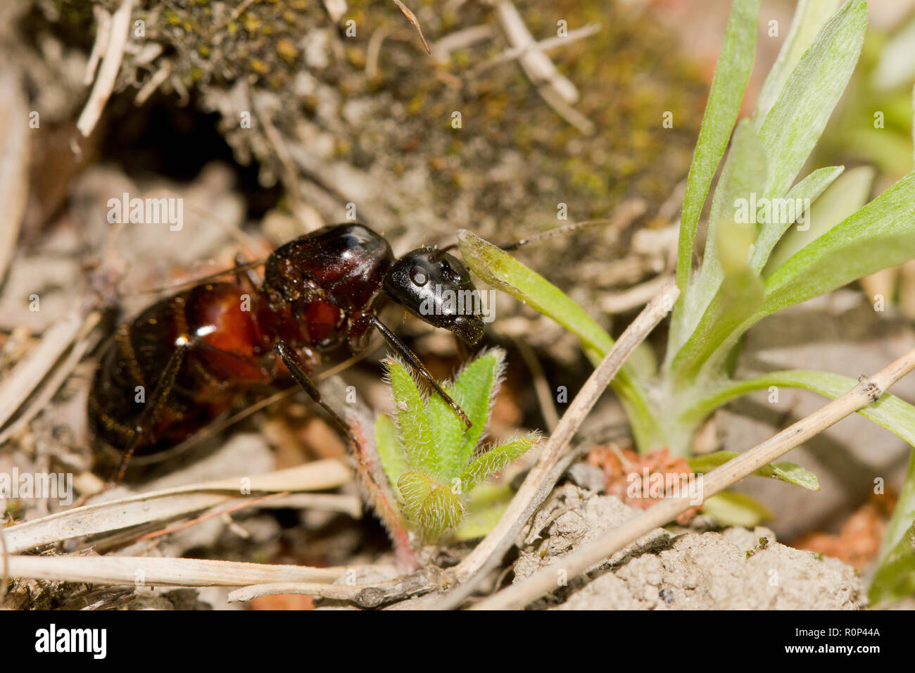 Carpenter big ant hi-res stock photography and images - Alamy