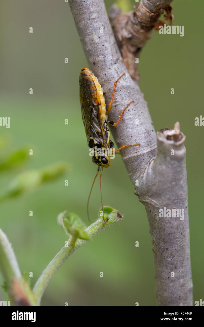 Spruce web spinning sawfly Stock Photo - Alamy