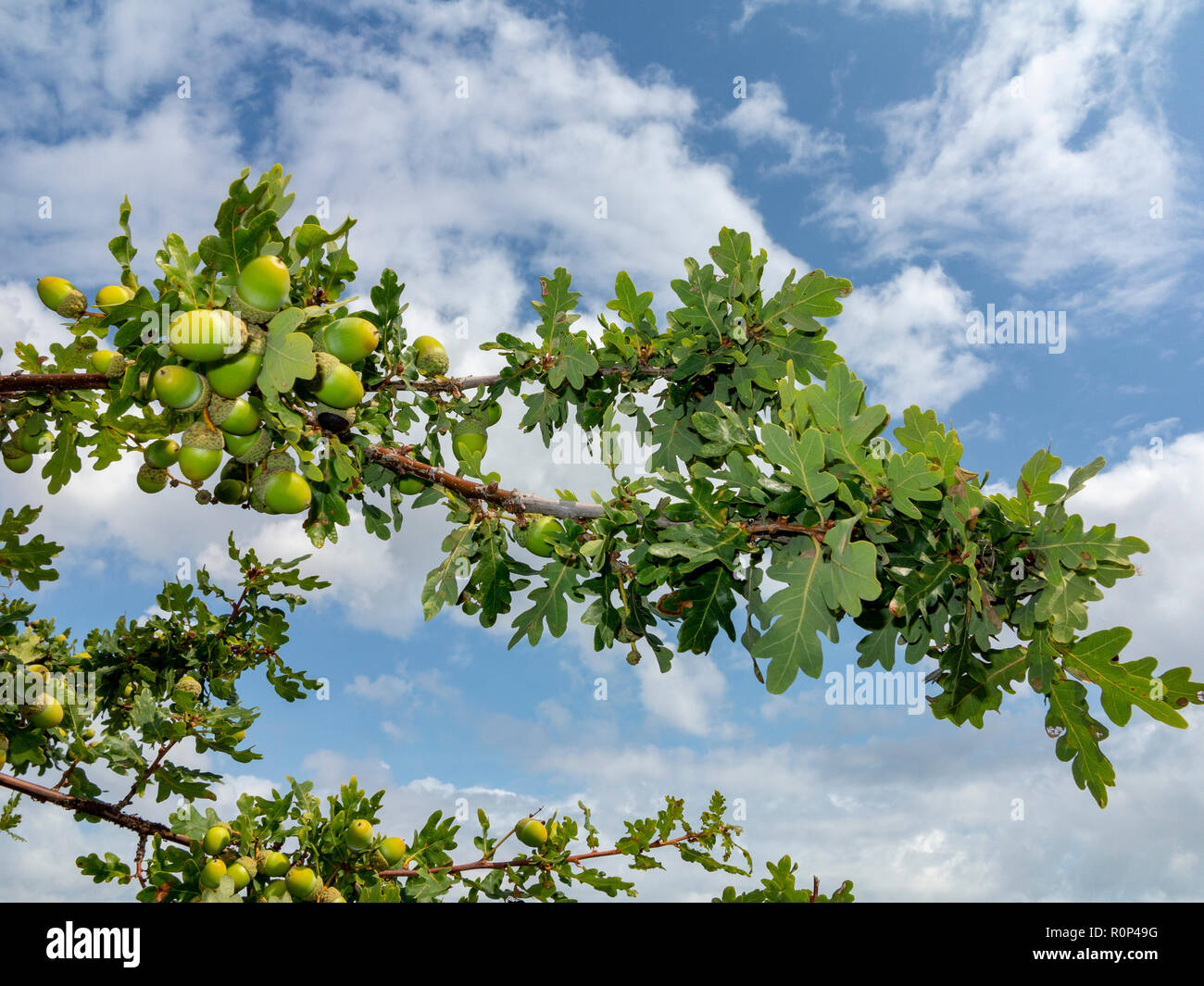 Acorns growing on oak tree hi-res stock photography and images - Alamy