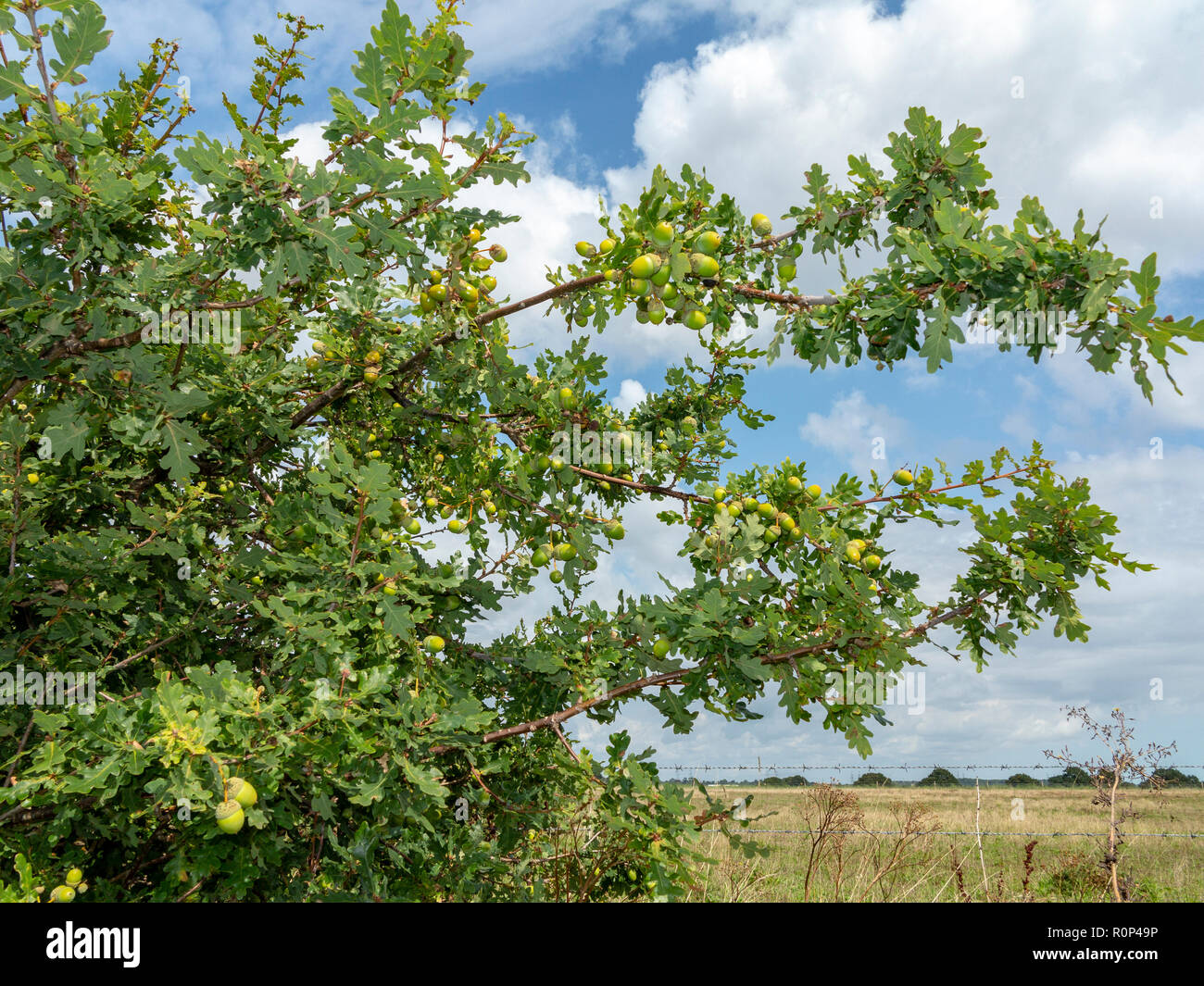 Acorns growing on oak tree hi-res stock photography and images - Alamy