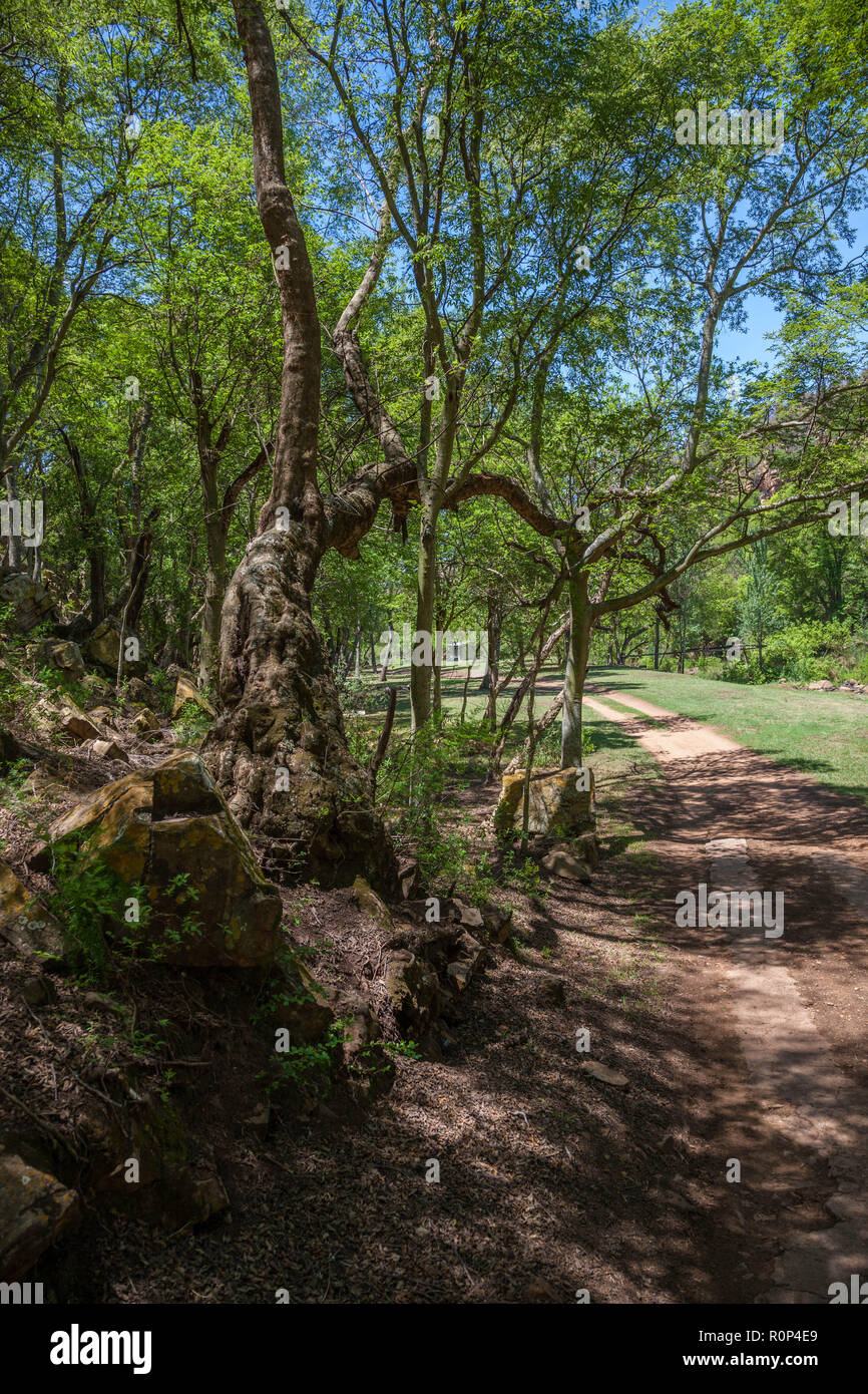 Nkwe Nature reserve and recreational area, Pretoria, South Africa Stock ...
