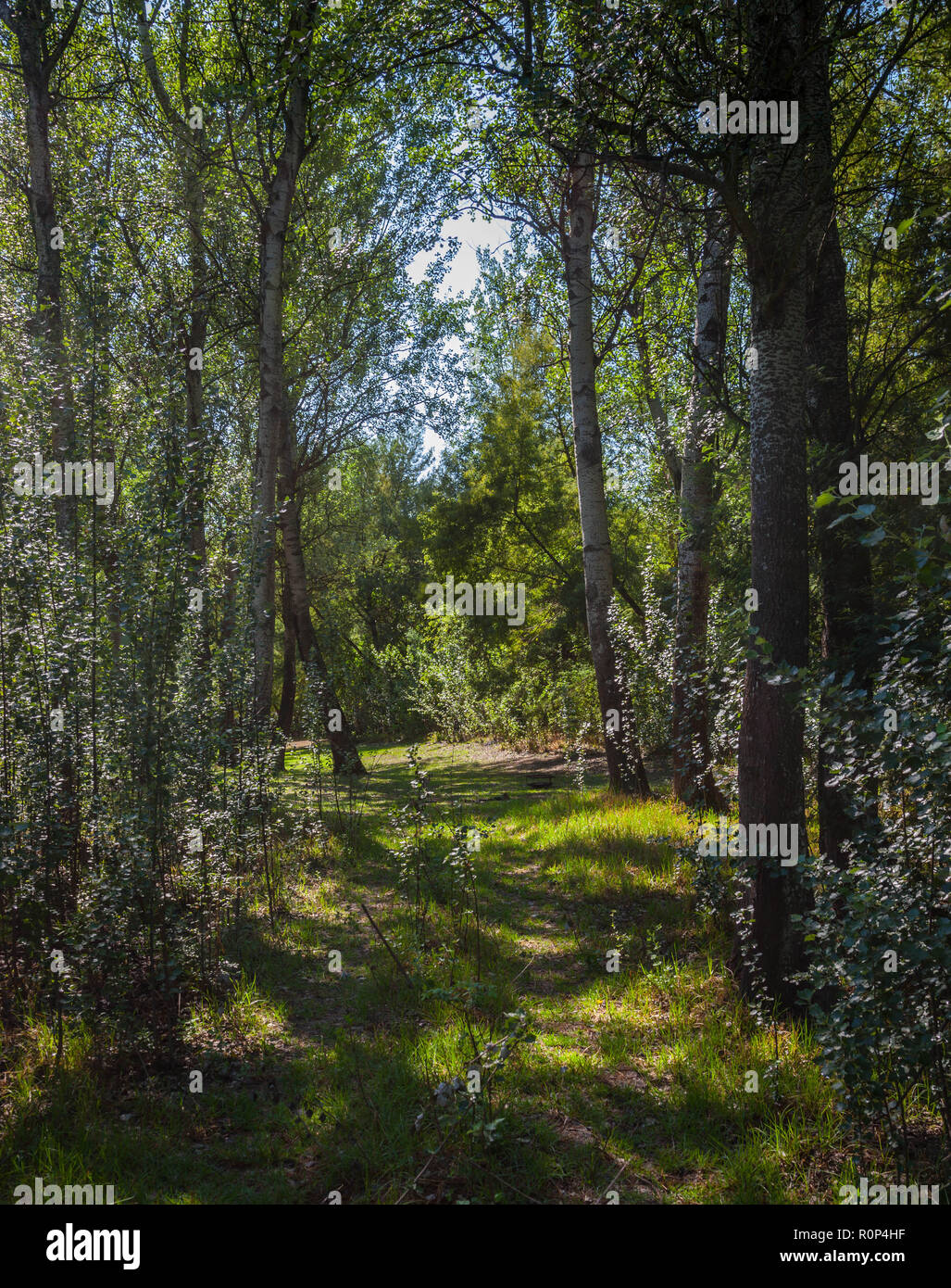 Nkwe Nature reserve and recreational area, Pretoria, South Africa Stock ...