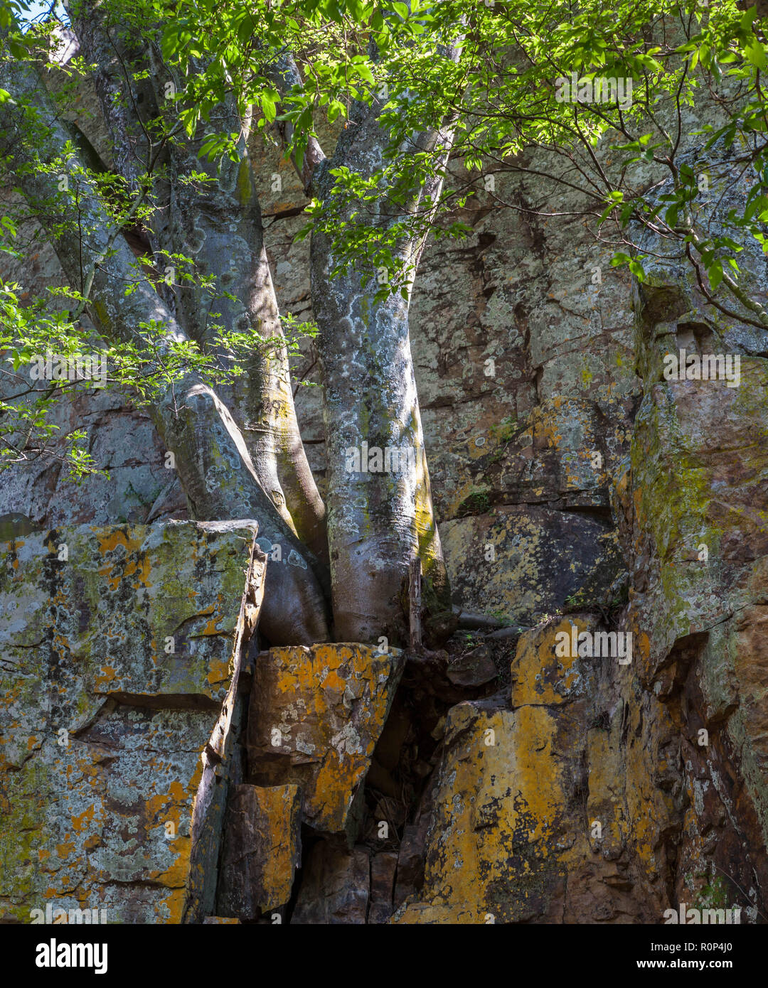 Nkwe Nature reserve and recreational area, Pretoria, South Africa Stock ...