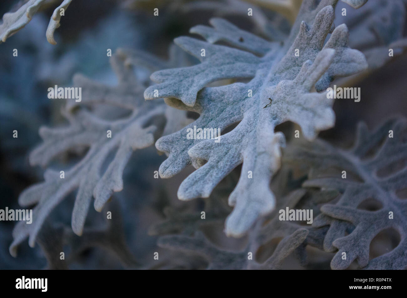 Cineraria maritima or Senecio cineraria. Dusty miller plant or Jacobaea ...