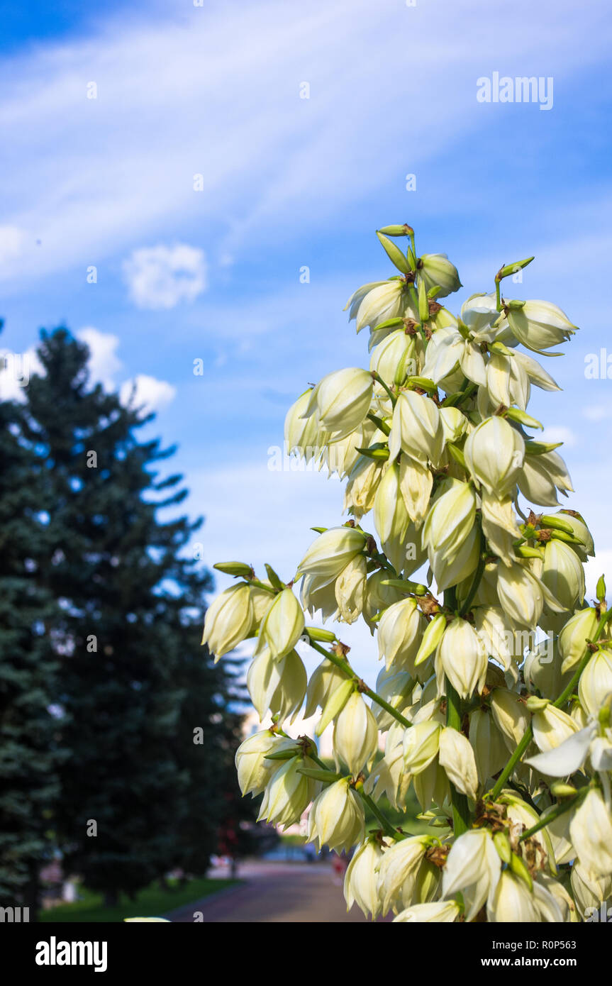 White Yucca filamentosa bush flowers, Adams needle, Spanish bayonet ...