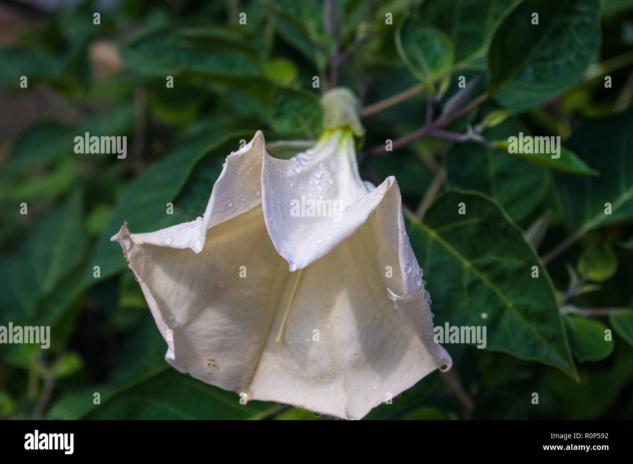 Devil's Trumpet, Datura flower, Moonflower, Datura metel, Angel Trumpet ...