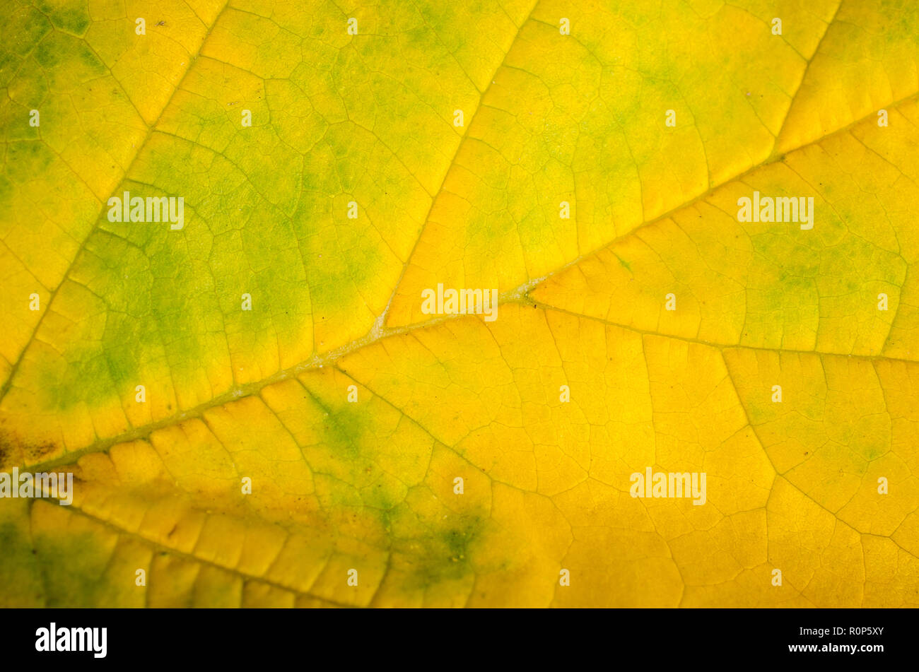 Autumn color gradient on a leaf, a seasonal background Stock Photo - Alamy
