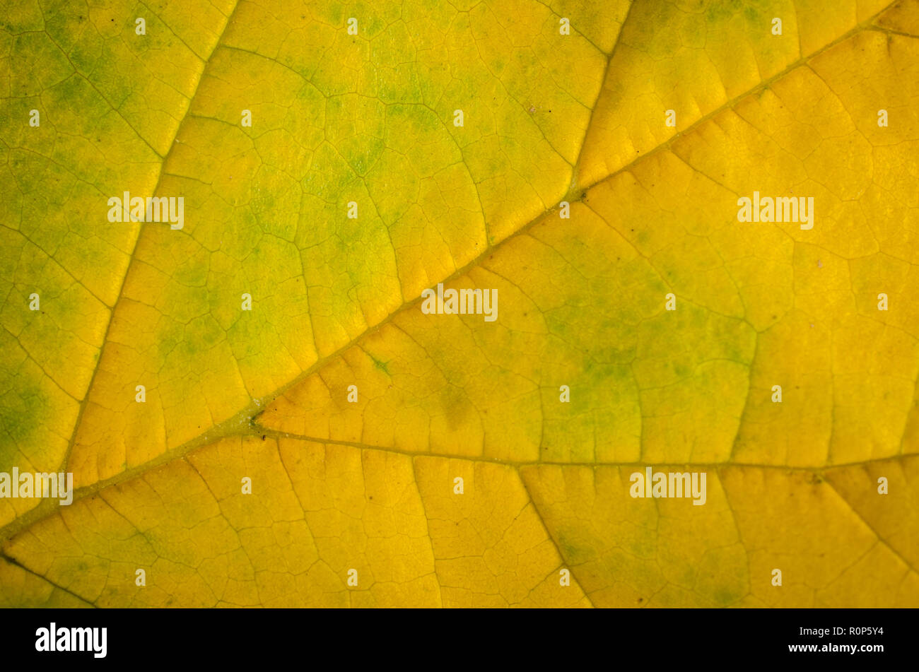Autumn color gradient on a leaf, a seasonal background Stock Photo - Alamy