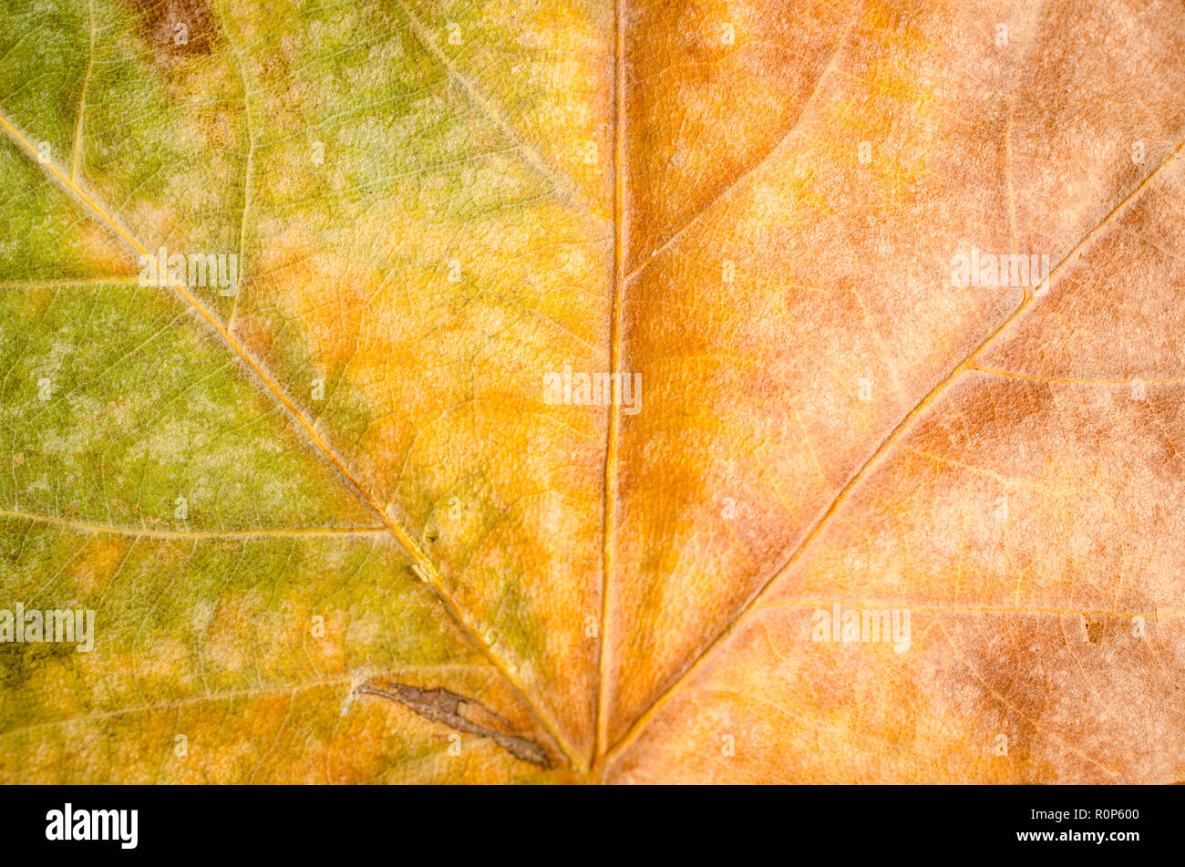 Autumn color gradient on a leaf, a seasonal background Stock Photo - Alamy
