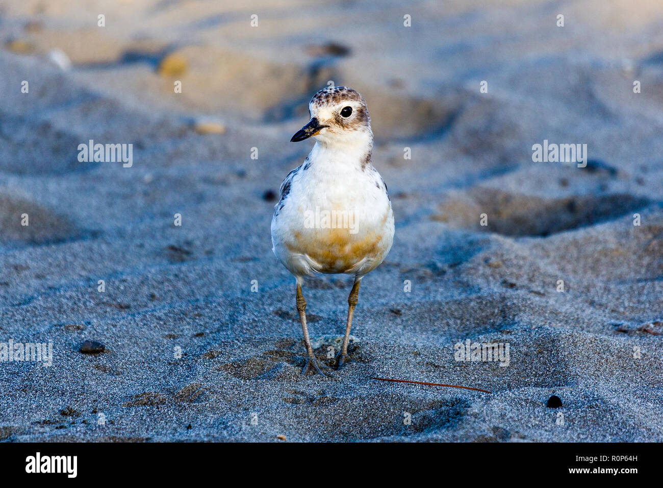 rare New Zealand dotterel at the Beach, Coromandel, New Zealand Stock ...
