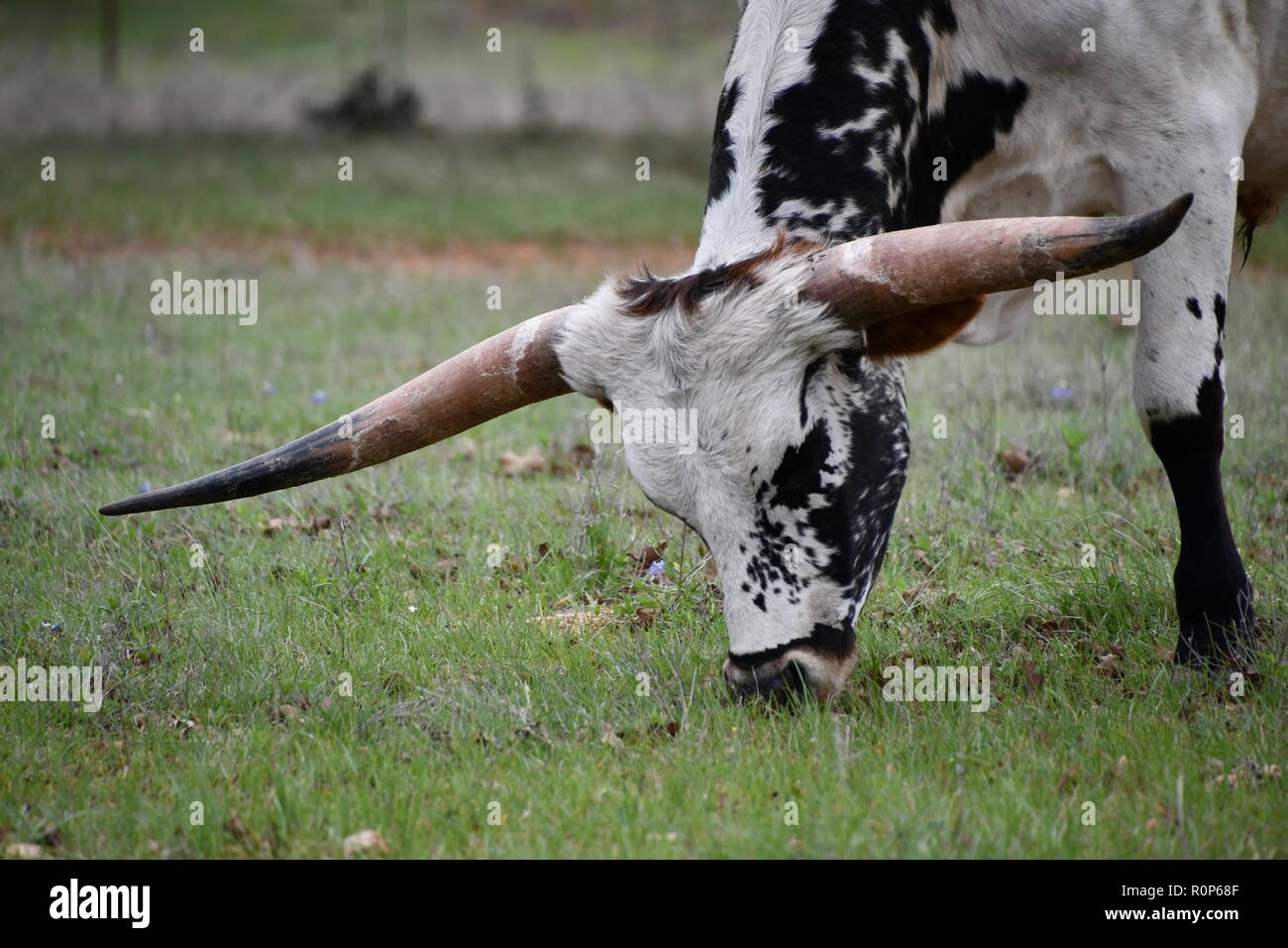 Longhorn cattle texas hill country hi-res stock photography and images ...