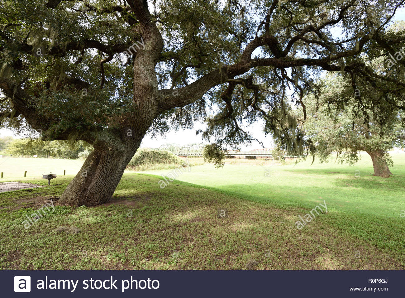 Large Live Oak Trees High Resolution Stock Photography and Images - Alamy