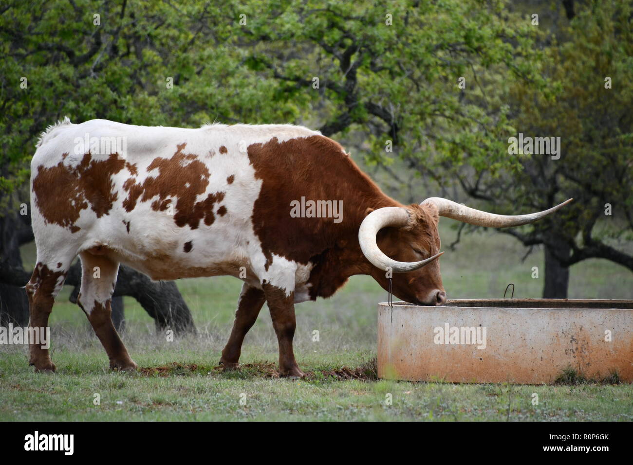 Texas Longhorn Drinking Hill Country Ranch Stock Photo - Alamy