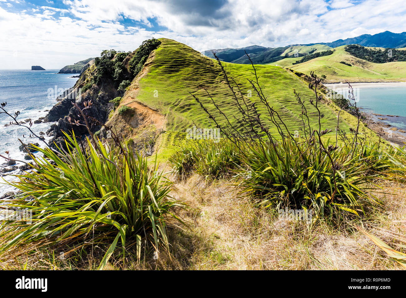Jackson Bay at Coromandel Peninsula, New Zealand Stock Photo - Alamy